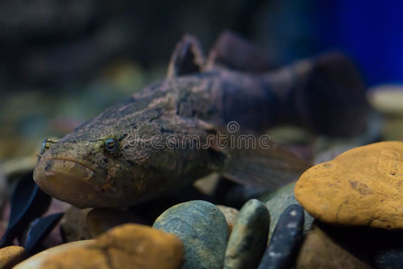 Sleepy Goby, Marbled Sleeper Fish Stock Photo - Image of hillock ...