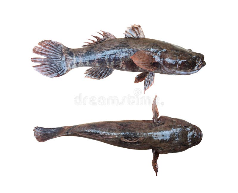 Sleepy Goby, Marbled Sleeper,( Oxyeleotris Marmorata ) Stock Photo ...