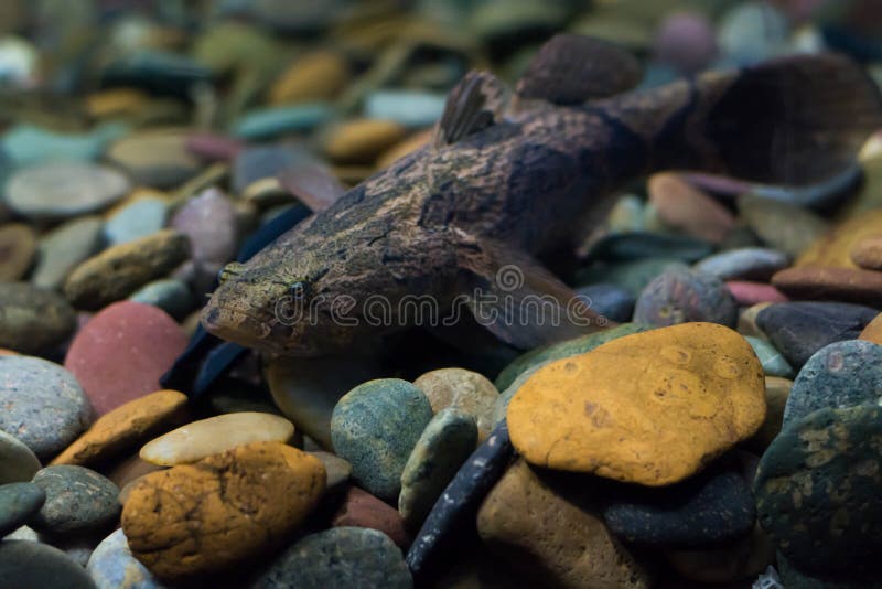 Sleepy Goby, Marbled Sleeper Fish Stock Photo - Image of tank, tropical ...