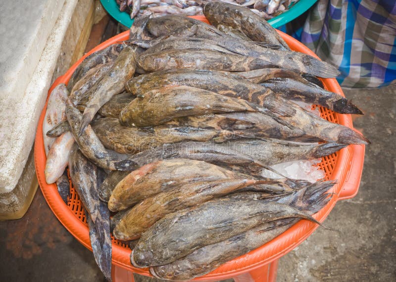 Sleepy Goby, Marbled Sleeper,( Oxyeleotris Marmorata ) Stock Photo ...