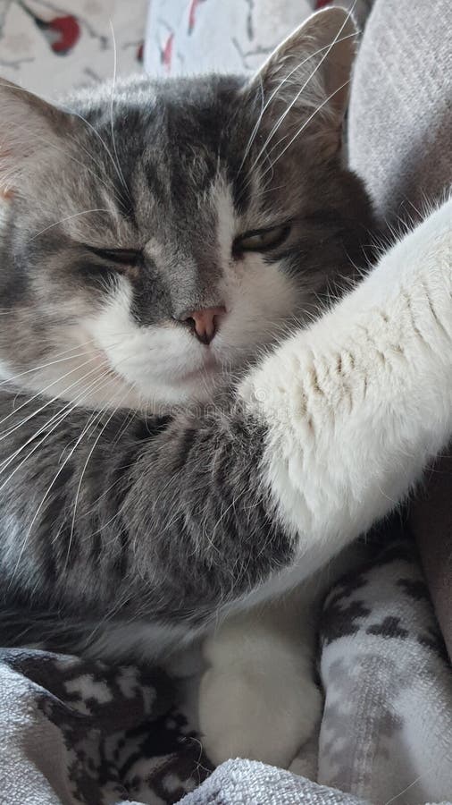 Sleepy Grey cat stock image. Image of tirsdag, animal - 260748321