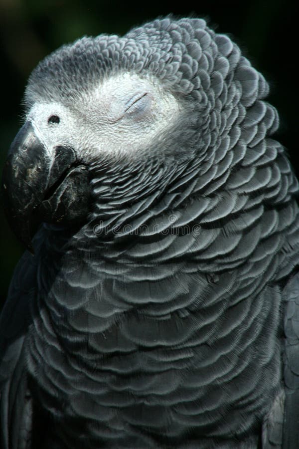 Sleepy Grey Parrot stock photo. Image of parrot, sanctuary - 5225228