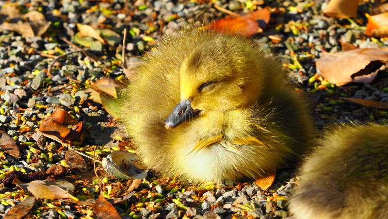 Sleepy Head - Baby Nap Duck - Stock Image - Image of outsid, sleepy ...