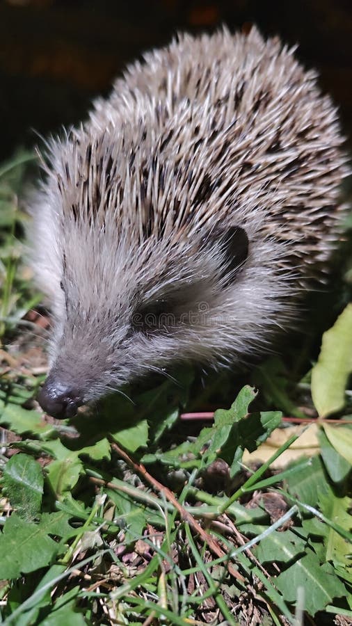 Sleepy hedgehog cute stock image. Image of wild, night - 339801655