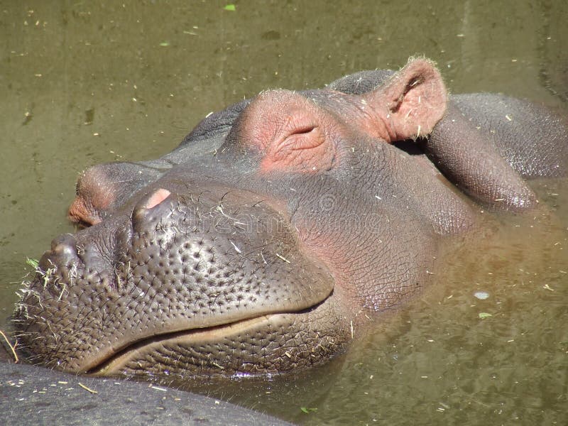 Sleepy hippo stock image. Image of water, pink, hippopotamus - 3633853