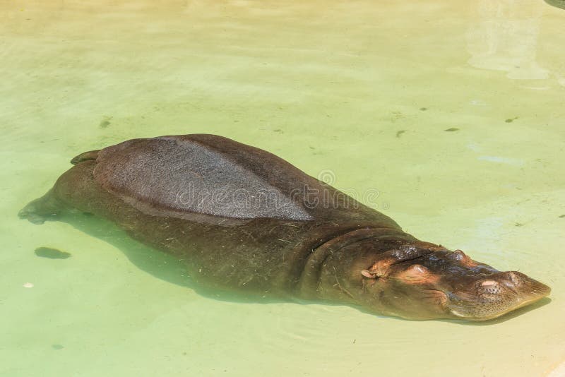 Sleepy hippo stock image. Image of water, pink, hippopotamus - 3633853
