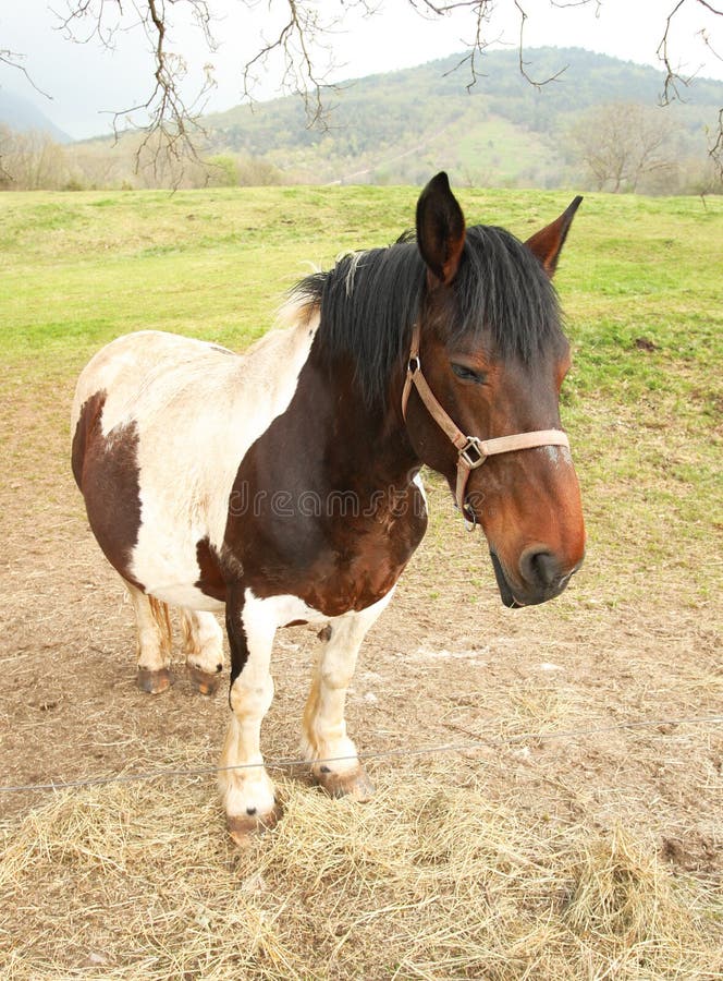 Sleepy horse stock image. Image of strong, horse, forelock - 14054391