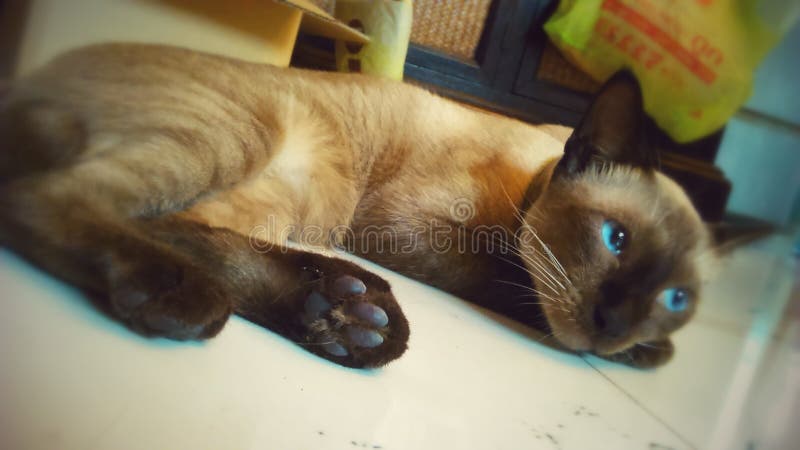 Sleepy Happy Siamese Cat on Cosy Hour Stock Image - Image of lazy ...