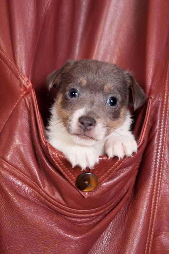 Sleepy jack russel stock image. Image of copyspace, portrait - 17715559