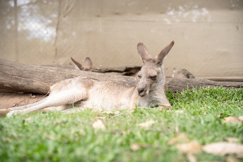 Sleepy Kangaroo Lying on the Grass and Chilling, Australian Native ...