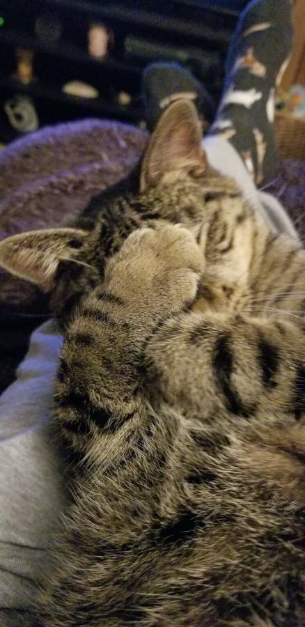 Sleepy Kitty stock image. Image of cute, kitty, sleepy - 157438835