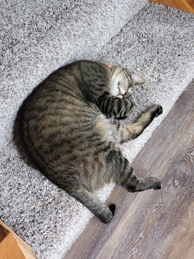 A sleepy kitty stock image. Image of stairs, tabby, sleepy - 229953149