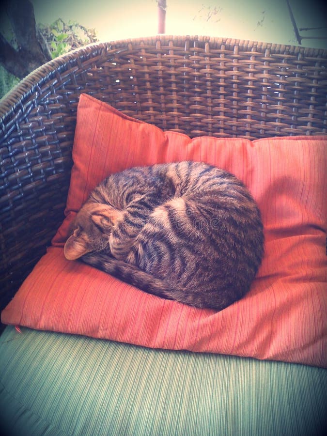 Sleepy Kitty stock image. Image of fluffy, tranquility - 27622163