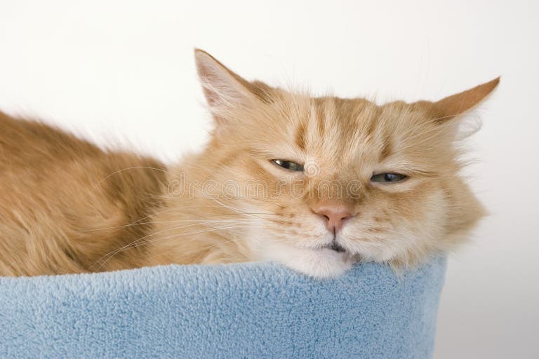 150 Comatose Stock Photos - Free & Royalty-Free Stock Photos from ...