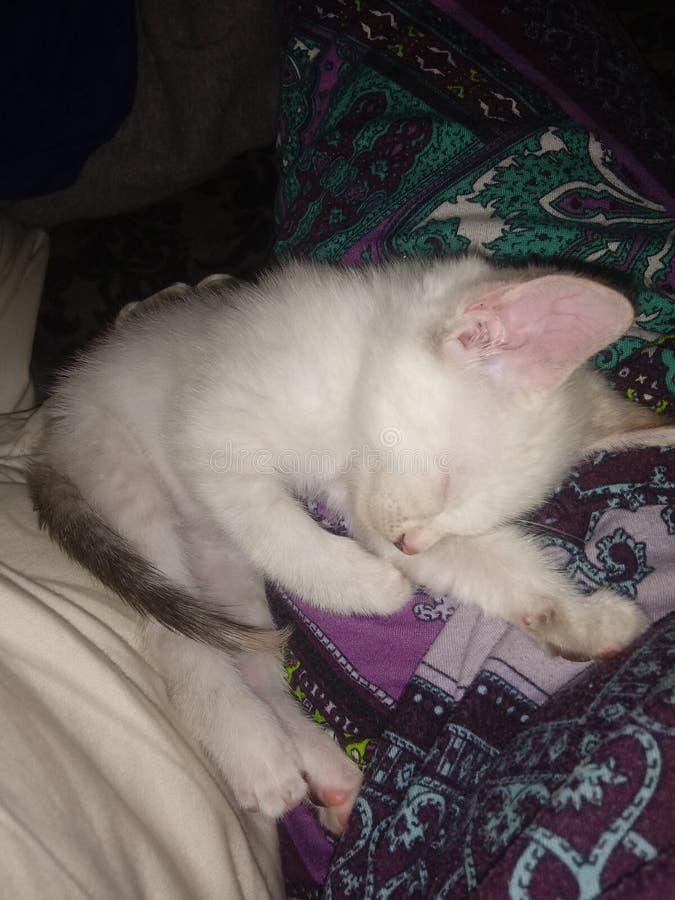 Sleepy Kitty stock image. Image of kitty, white, sleepy - 164601327