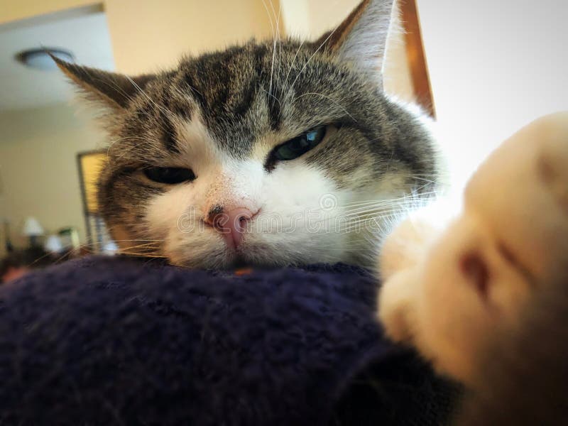 Sleepy Kitty with Extended Arm Stock Photo - Image of tired, bedtime ...