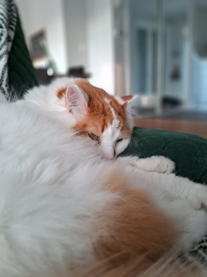 A Sleepy Kitty Having a Nap! Stock Photo - Image of kitty, sleepy ...