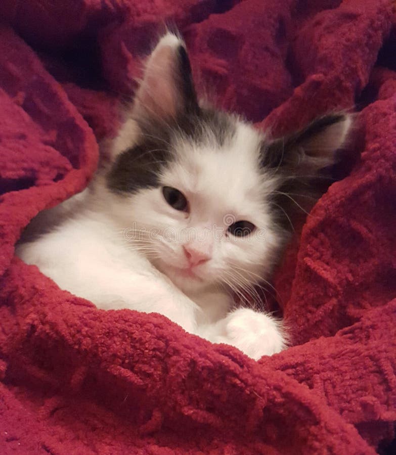 Sleepy Kitty stock photo. Image of kitty, week, sleepy - 73301122