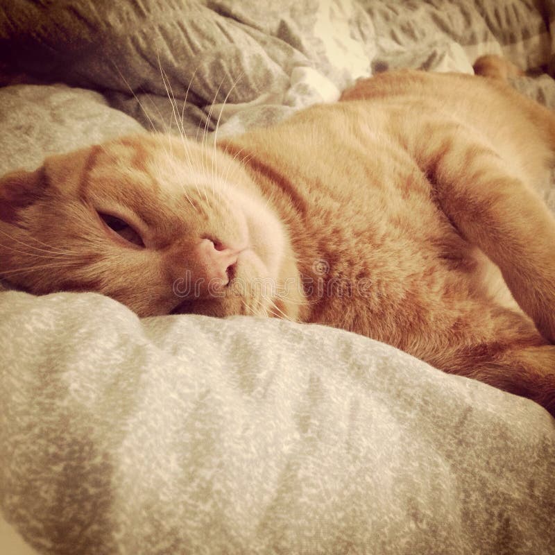 Sleepy kitty stock image. Image of waking, morning, adorable - 44961049