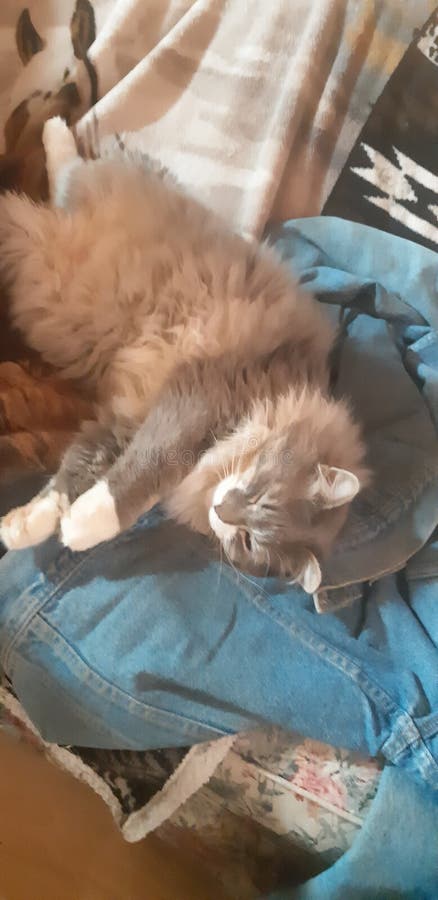 Sleepy kitty stock image. Image of kitty, cute, soft - 163436119