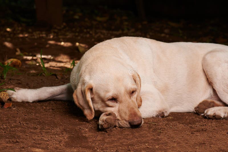 Sleepy labrador dog stock image. Image of outdoors, sleep - 180375895
