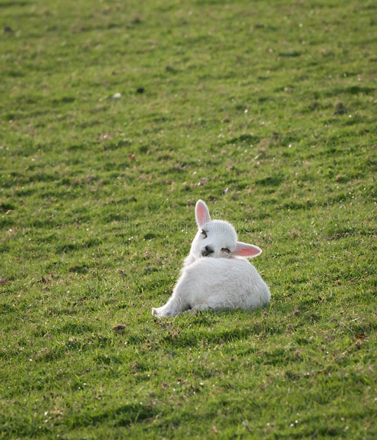 Sleepy Lamb (Ovis aries) stock photo. Image of farm, domestic - 14384946