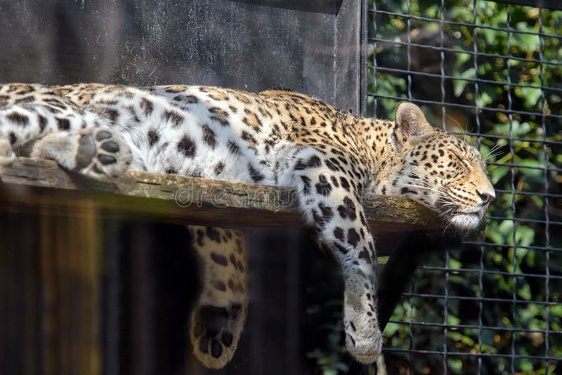 Sleepy Leopard stock image. Image of mammal, yellow, close - 59167285