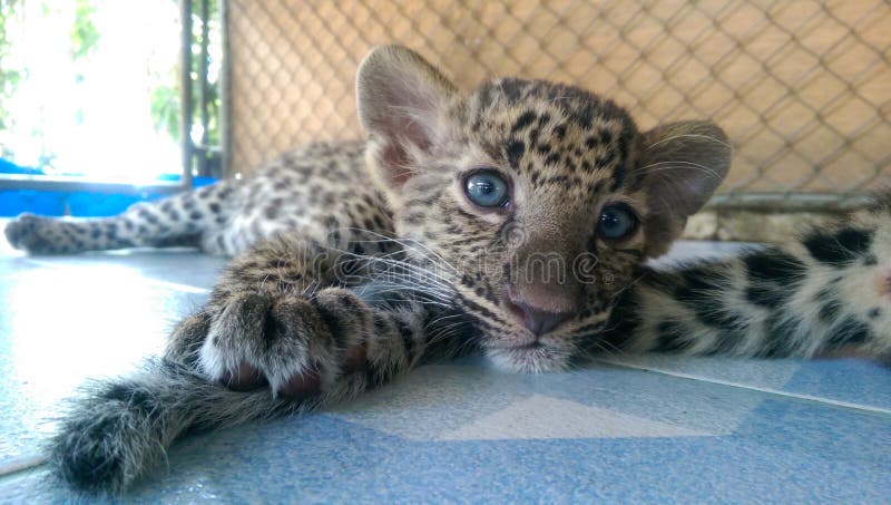 Sleepy Leopard Cub stock photo. Image of sleepy, thailand - 46436496