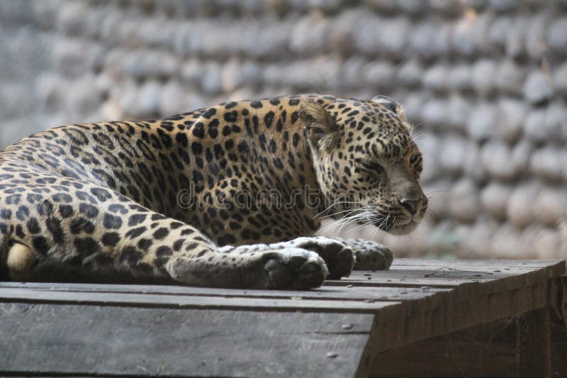 A Sleepy Leopard Lying on a Wooden Table, in a Relaxing Mood Stock ...