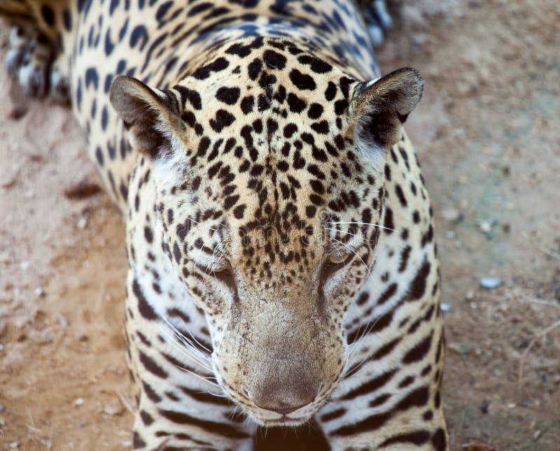 Sleepy leopard stock photo. Image of looking, national - 58929042