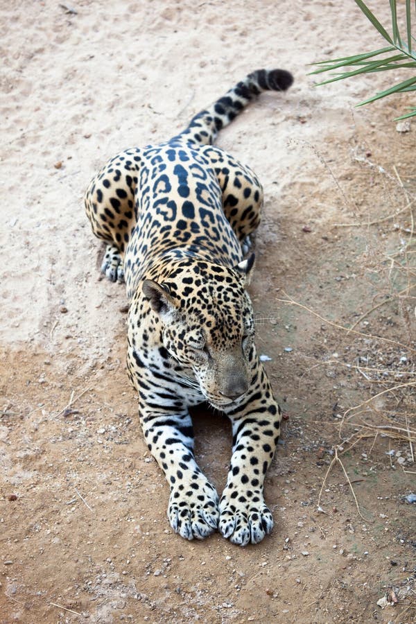 Sleepy leopard stock image. Image of panthera, ground - 58929119