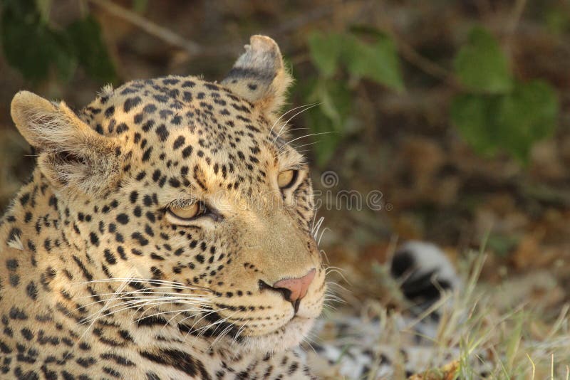 Sleepy leopard stock photo. Image of resting, wild, shady - 66902290