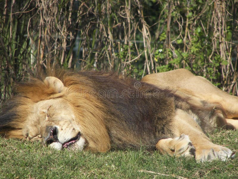 Sleepy lion stock photo. Image of mammal, scenery, king - 4168866