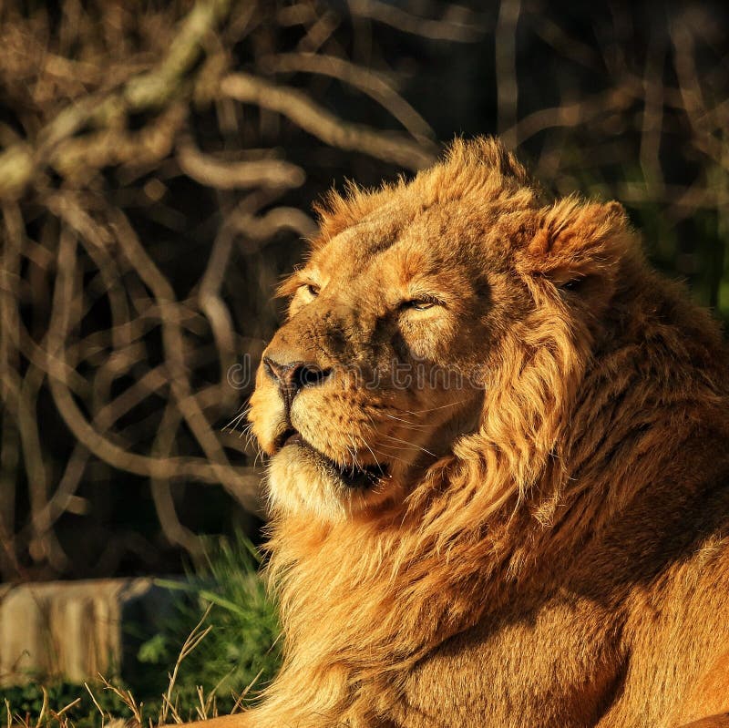 Sleepy Lion Lying on Green Grass Under the Sunlight Stock Photo - Image of grass, wildlife ...