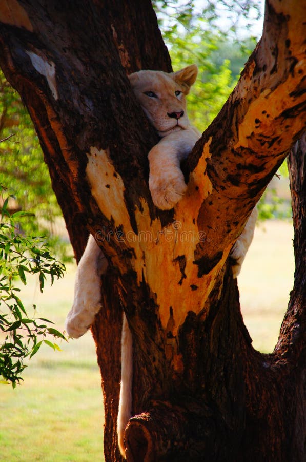 Sleepy stock image. Image of tree, africa, sleepy, lion - 82936167