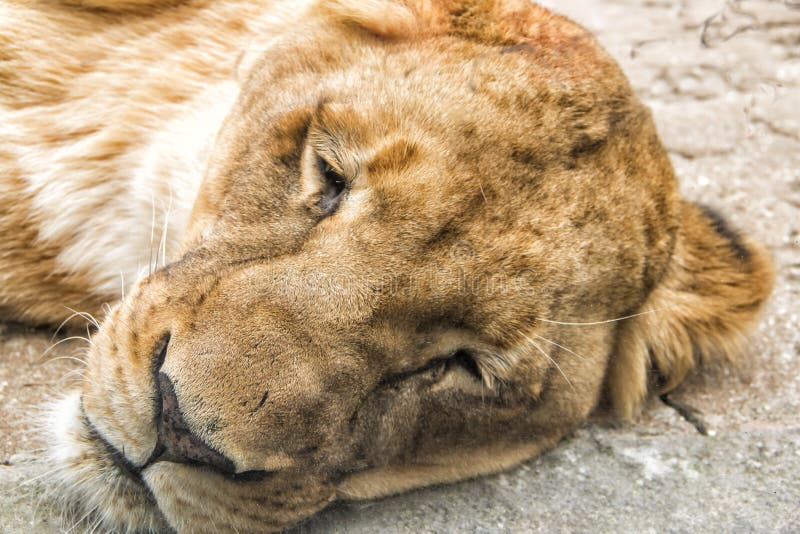 Sleepy lion at a zoo stock photo. Image of feline, predator - 165411278