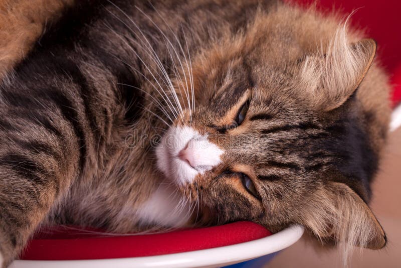 Sleepy Look stock image. Image of cute, domestic, maine - 28357057