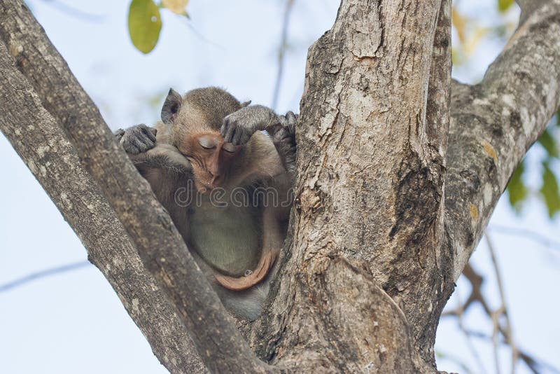 Sleepy monkey stock image. Image of cute, green, blossom - 33794795