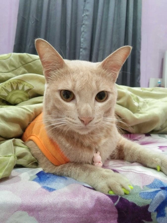 A Sleepy Morning. Couple in Love Waking Up in Morning Stock Photo ...