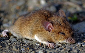 Wild sleepy mouse stock image. Image of destroy, mouse - 41772671