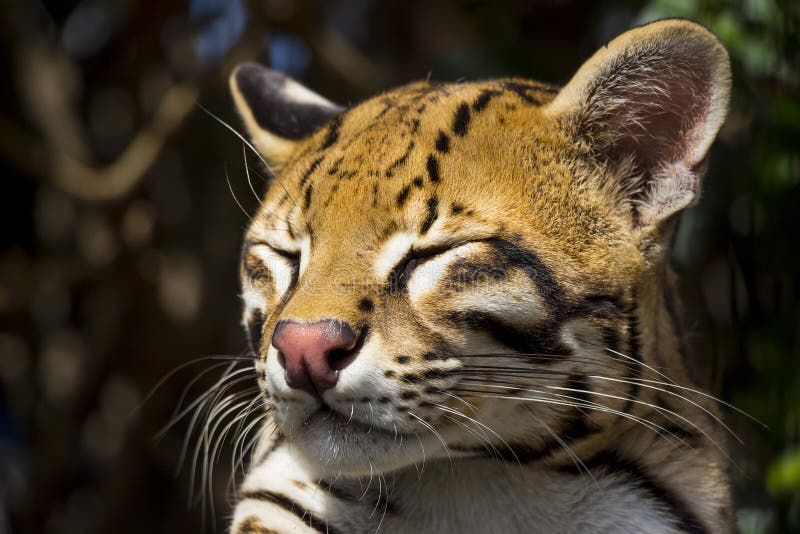 Close Up Ocelot Big Cat Costa Rica Stock Photo - Image of jungle ...