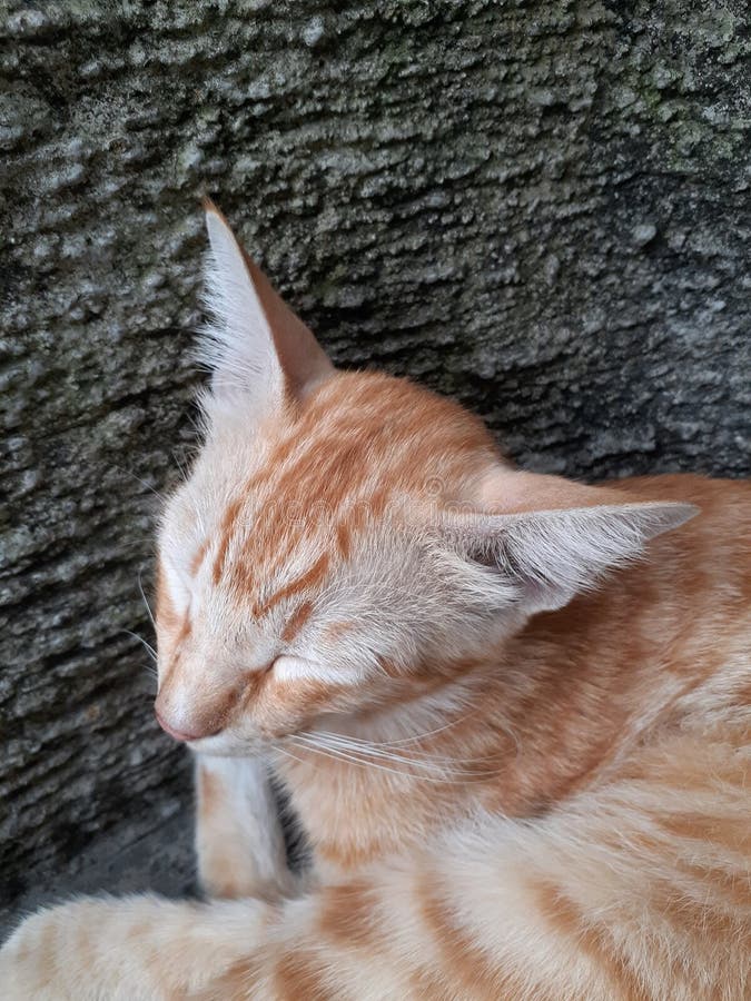 Sleepy Orange Cat Gets Cute Stock Image - Image of kitten, white: 271825197