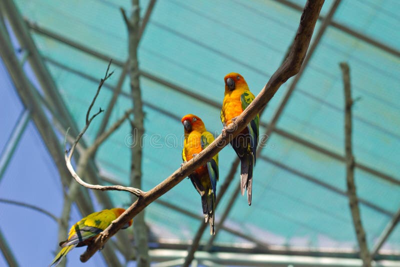 Sleepy Orange Sun Conure Parrot on a Tree Branch Stock Image - Image of ...