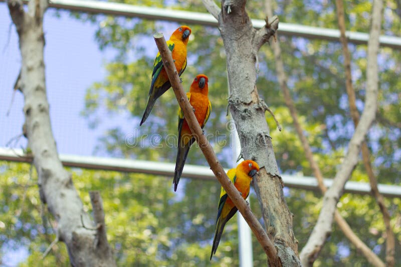 Sleepy Orange Sun Conure Parrot on a Tree Branch Stock Photo - Image of ...