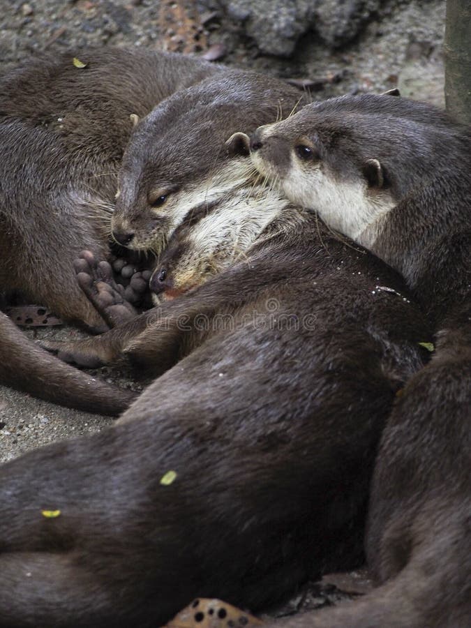 Otters Snuggling Stock Photos - Free & Royalty-Free Stock Photos from ...