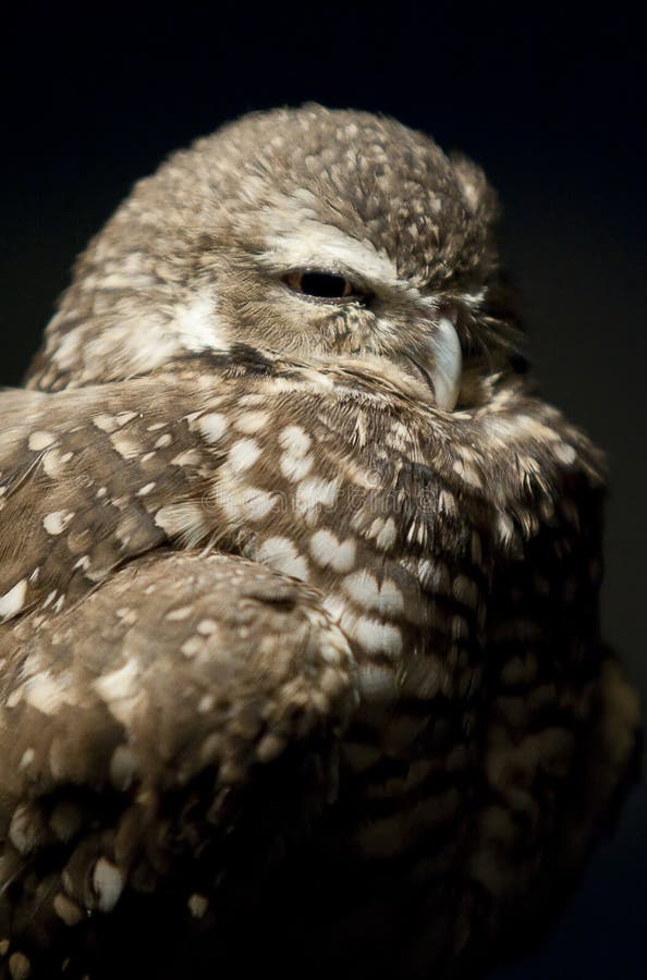 Sleepy Owl stock image. Image of nocturnal, wild, look - 16237087