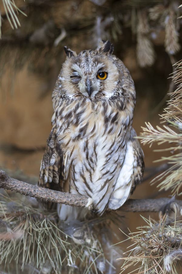 Sleepy Owl Looks with One Eye. Stock Photo - Image of wildlife ...