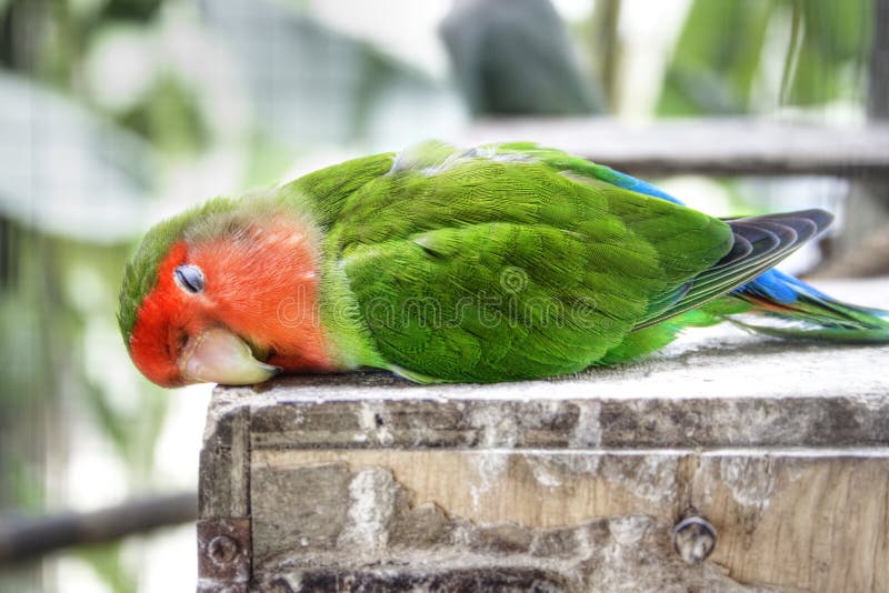 Sleepy Parakeet stock photo. Image of haggard, droopy - 6860880