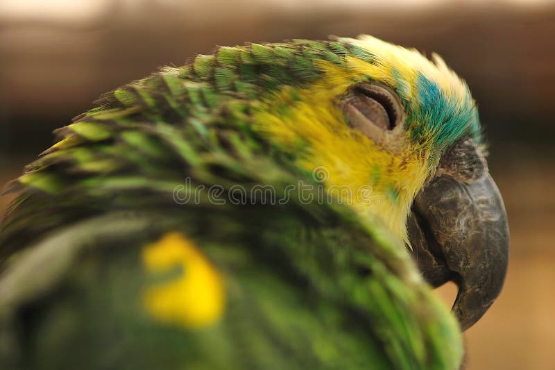 Sleepy parrot stock photo. Image of parrot, yellow, feather - 10313624