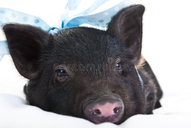 Tired Pig lying down stock photo. Image of farm, pork - 13534568